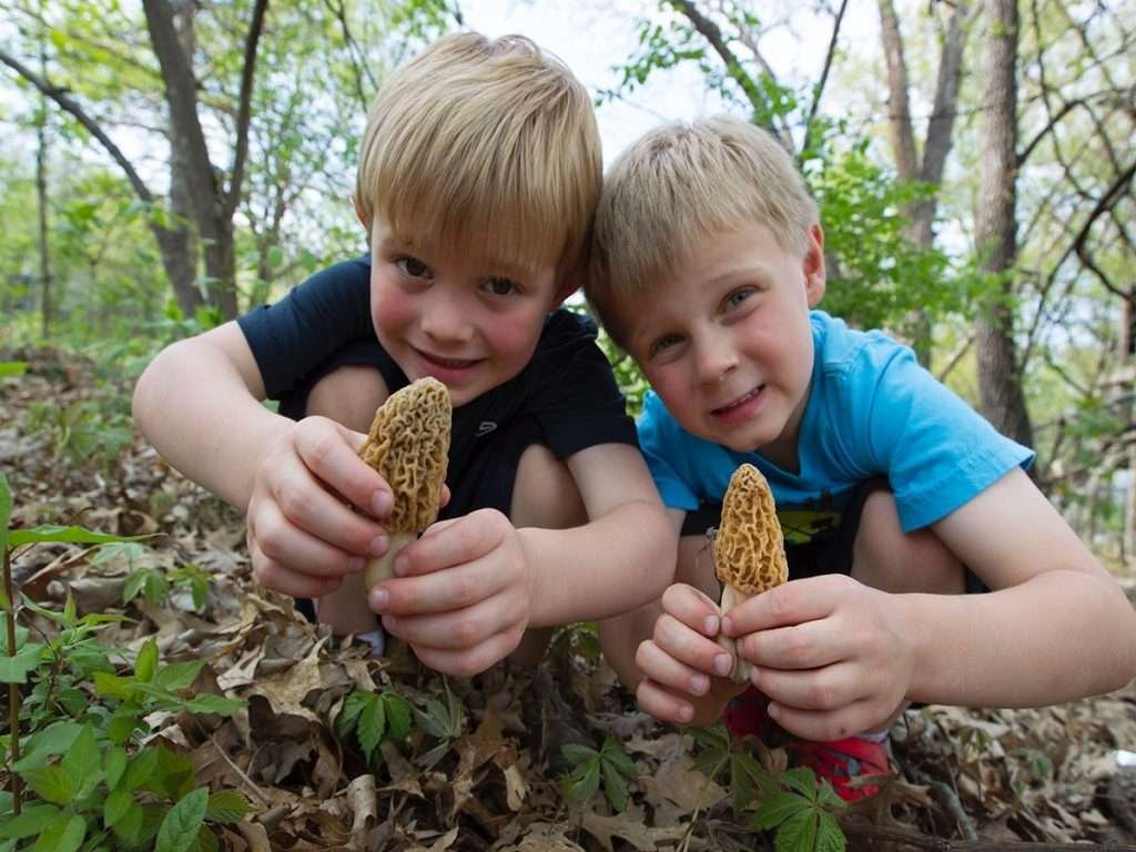 Hunting Wild Morel Mushrooms - Aoide
