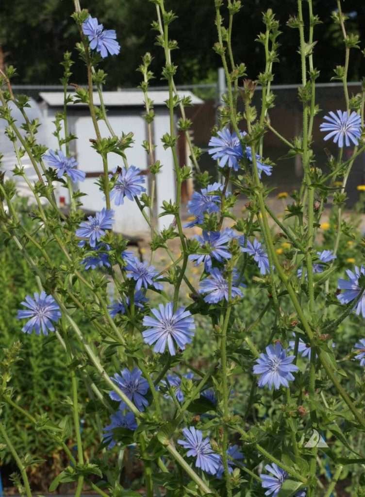 Foraging Wild Edibles - Part One - Aoide