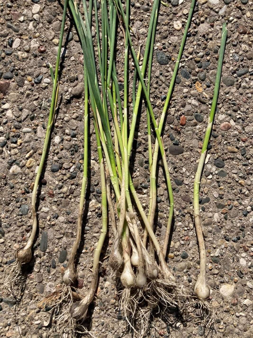 Foraging Wild Edibles – Part One – Aoide